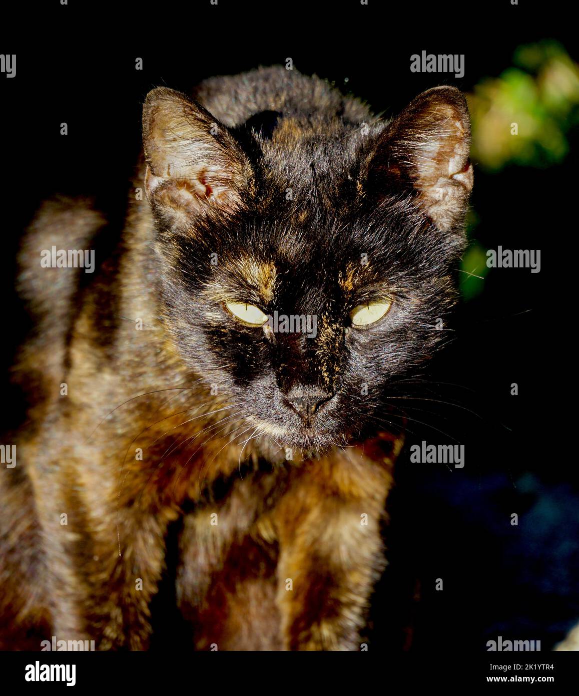 strong look of stray cat with yellow eyes Stock Photo - Alamy