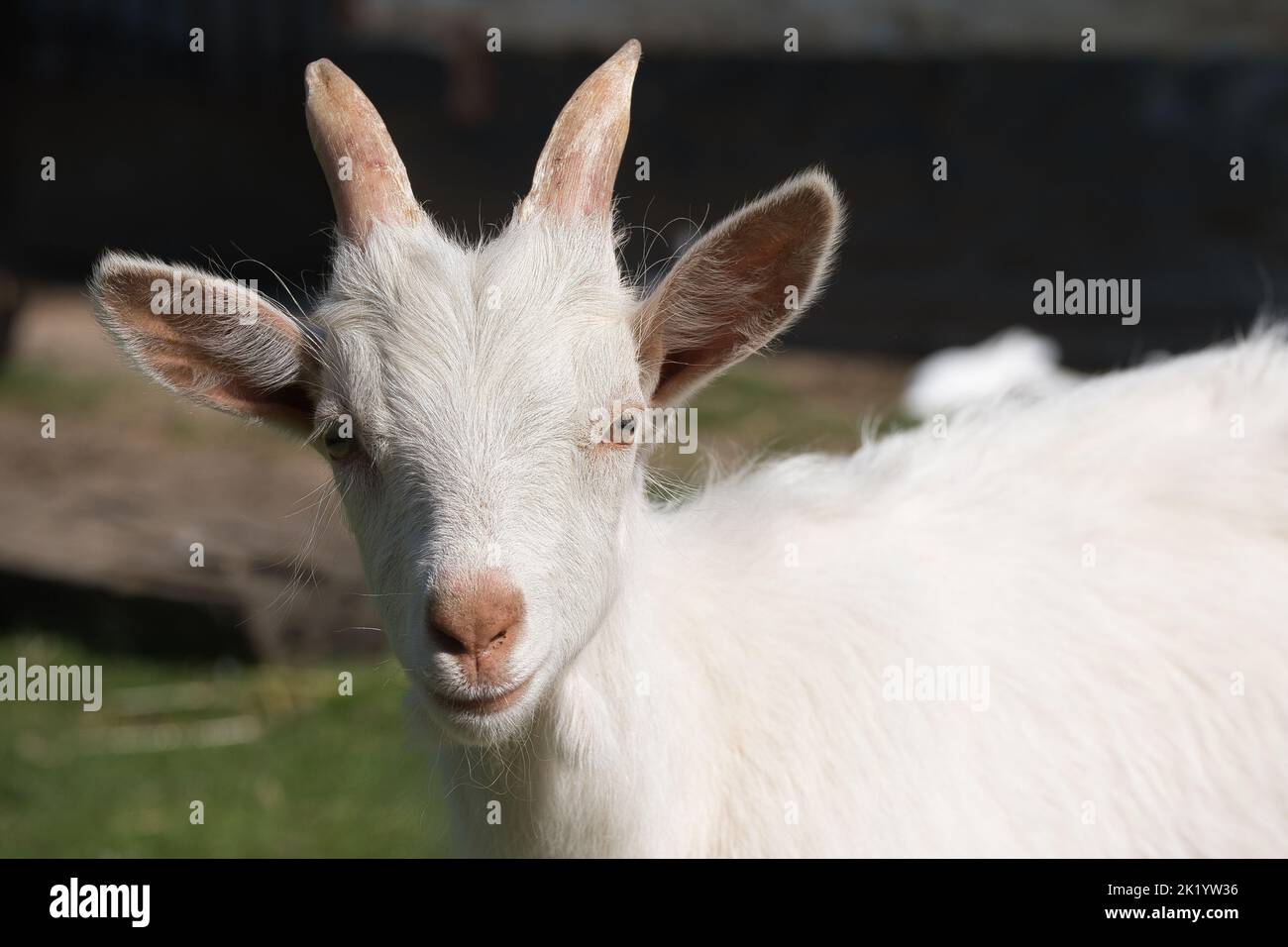 A closeup of a Saanen goat in Pairi Daiza, Belgium Stock Photo - Alamy