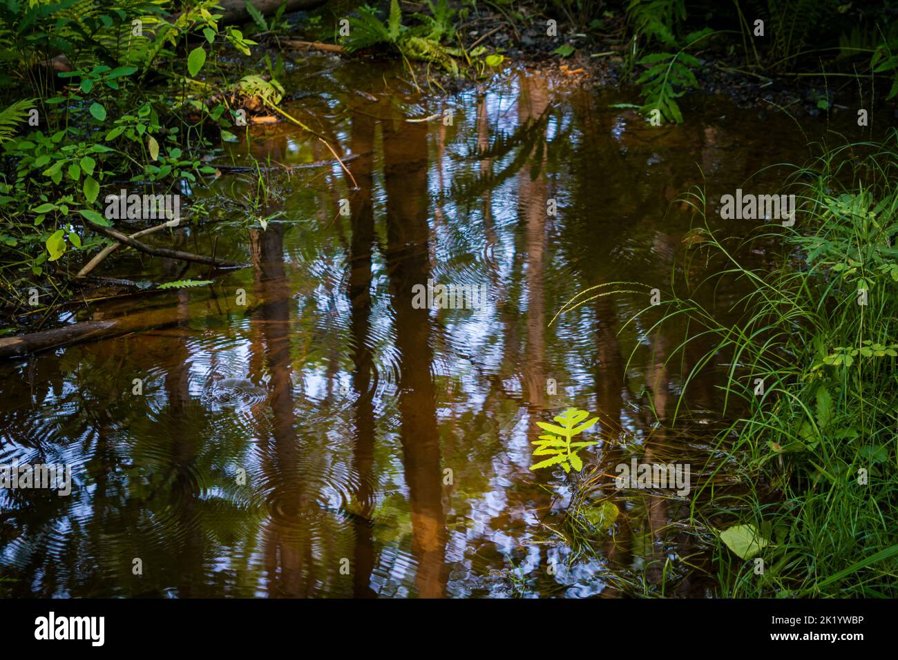 Arrowhead provincial park, Ontario, Canada - Trees and foliage ...