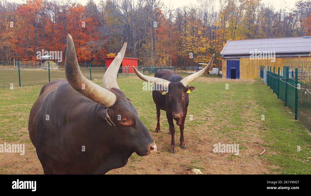 Watusi longhorn cattle in the countryside, autumn scene Stock Photo - Alamy