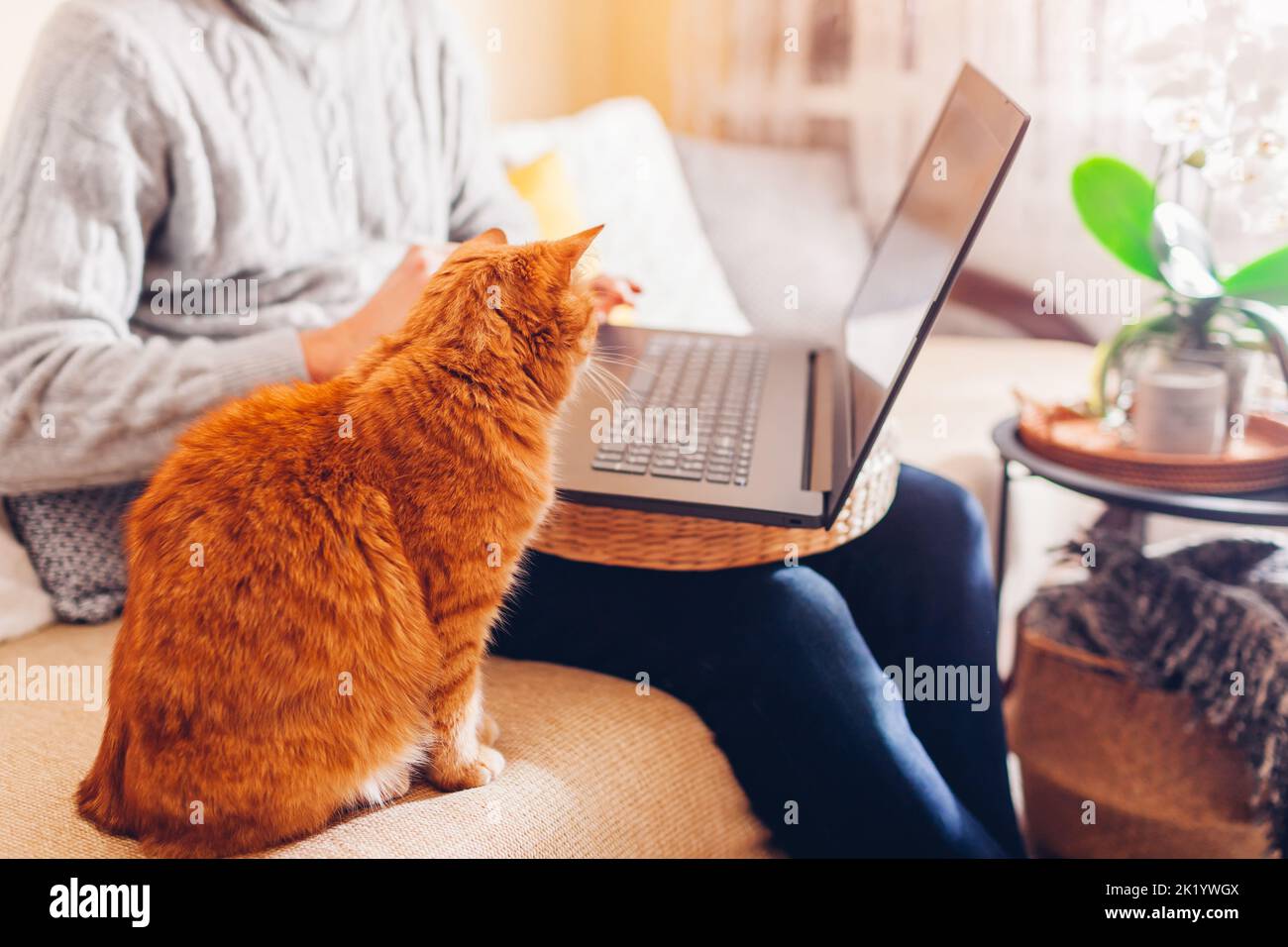 Ginger cat works in office hi-res stock photography and images - Alamy