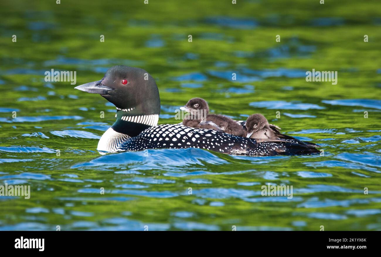 Baby loon chick hi-res stock photography and images - Alamy