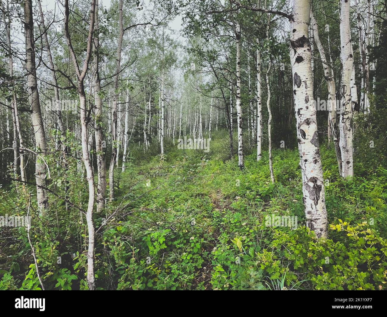 Grove of beautiful white aspen trees in Alberta, Canada Stock Photo - Alamy