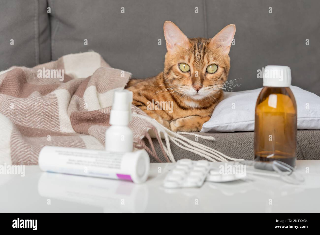 A sick cat lies on the couch, wrapped in a blanket. Bengal cat with flu ...