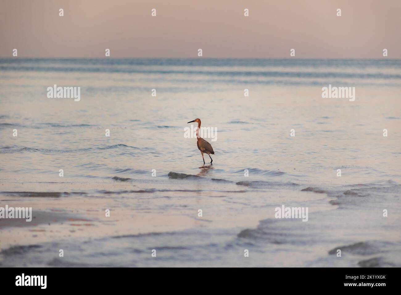 Ocean bird walking on the water at sunrise Stock Photo - Alamy