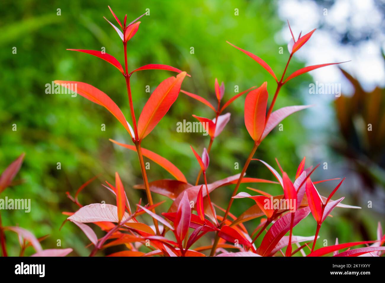 Guava tree with leaves hi-res stock photography and images - Alamy