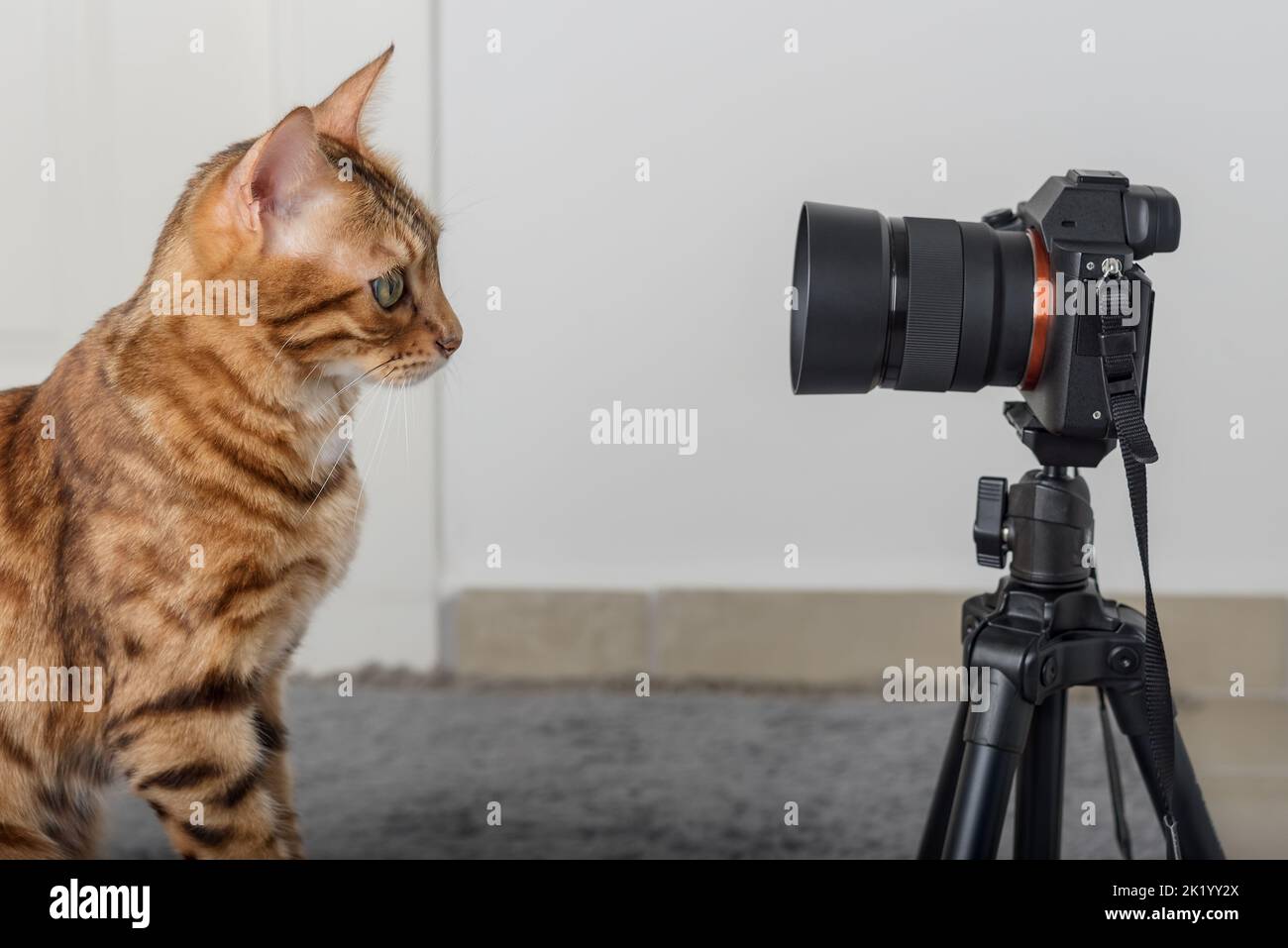 Ginger cat looks lens hi-res stock photography and images - Alamy