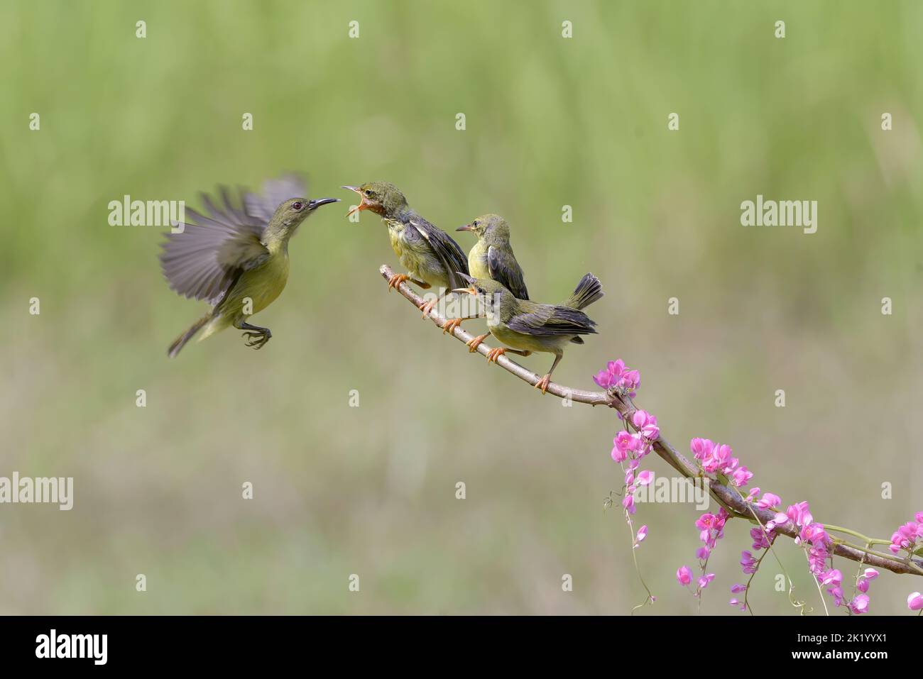 Food feeding time hi-res stock photography and images - Alamy