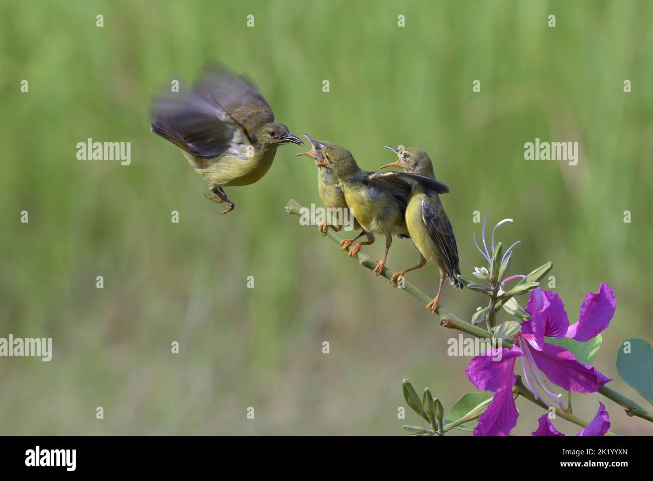 Waiting for the food, feeding time Stock Photo - Alamy