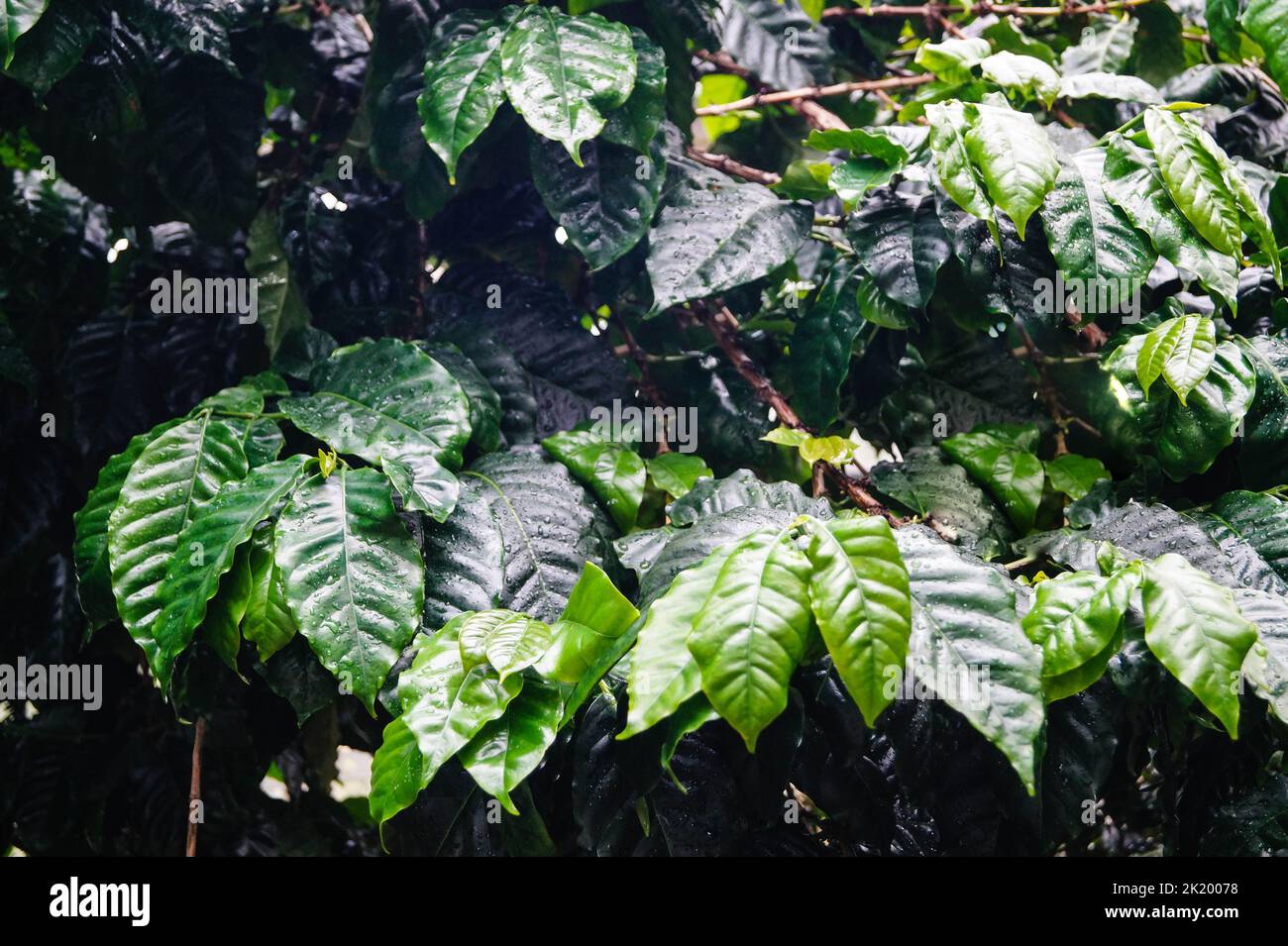 Highland coffee plant Coffea Arabica from Ethiopia Stock Photo - Alamy