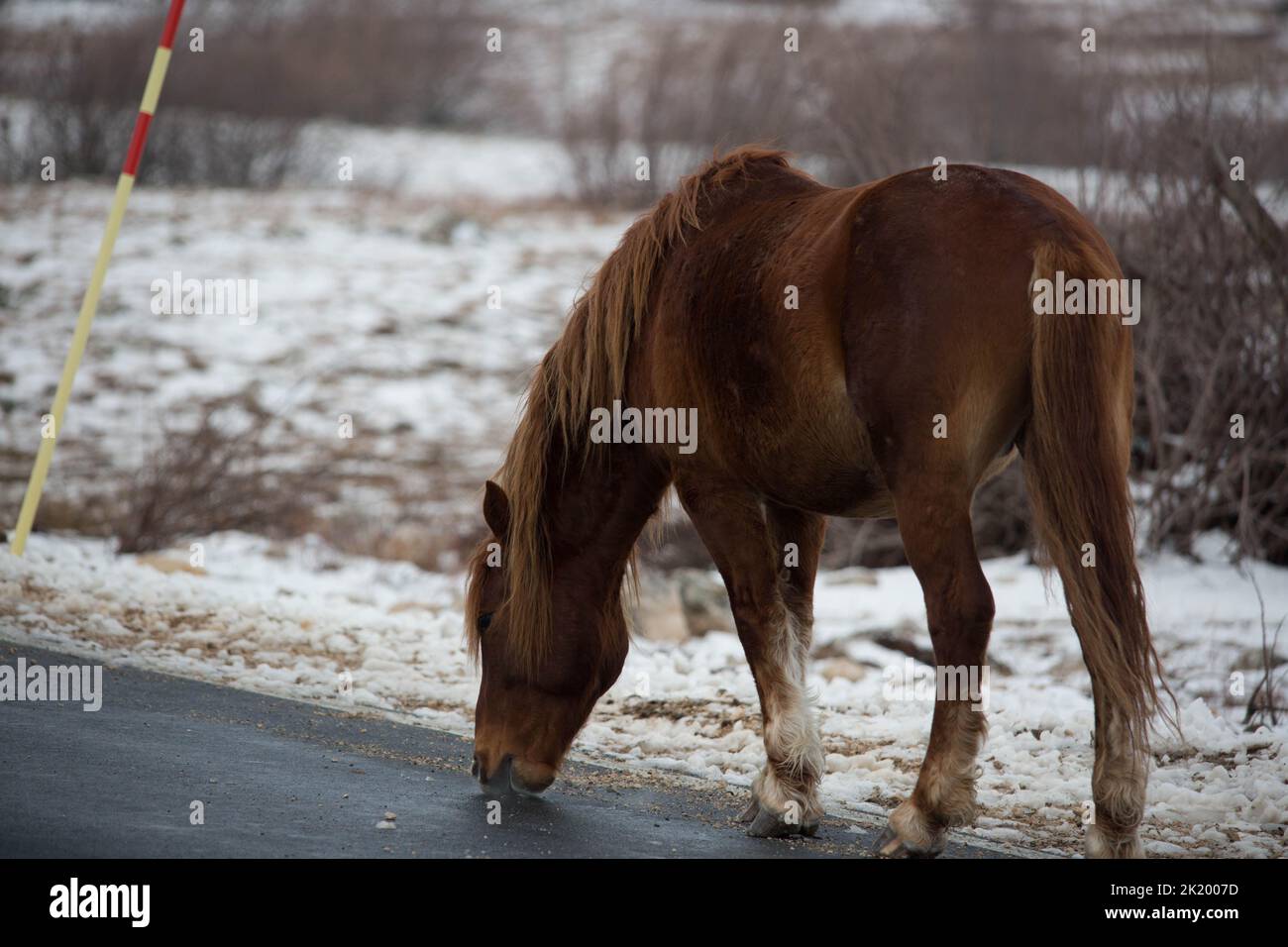 A close-up shot of a horse licking asphalt by a snowy field Stock Photo ...