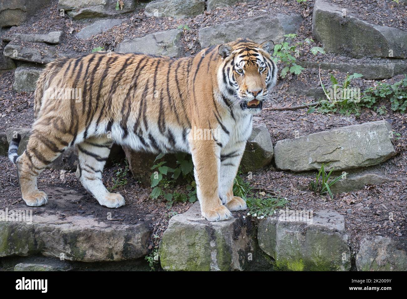 A closeup of a Siberian tiger in Pairi Daiza, Belgium Stock Photo - Alamy