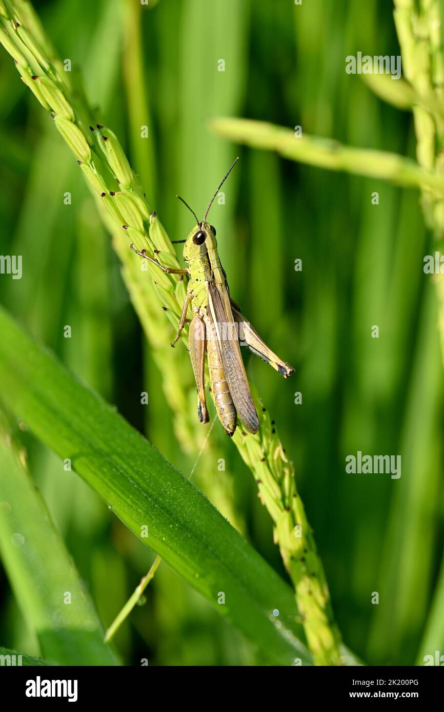 closeup the green brown bug insect grasshopper hold on paddy plant grin ...