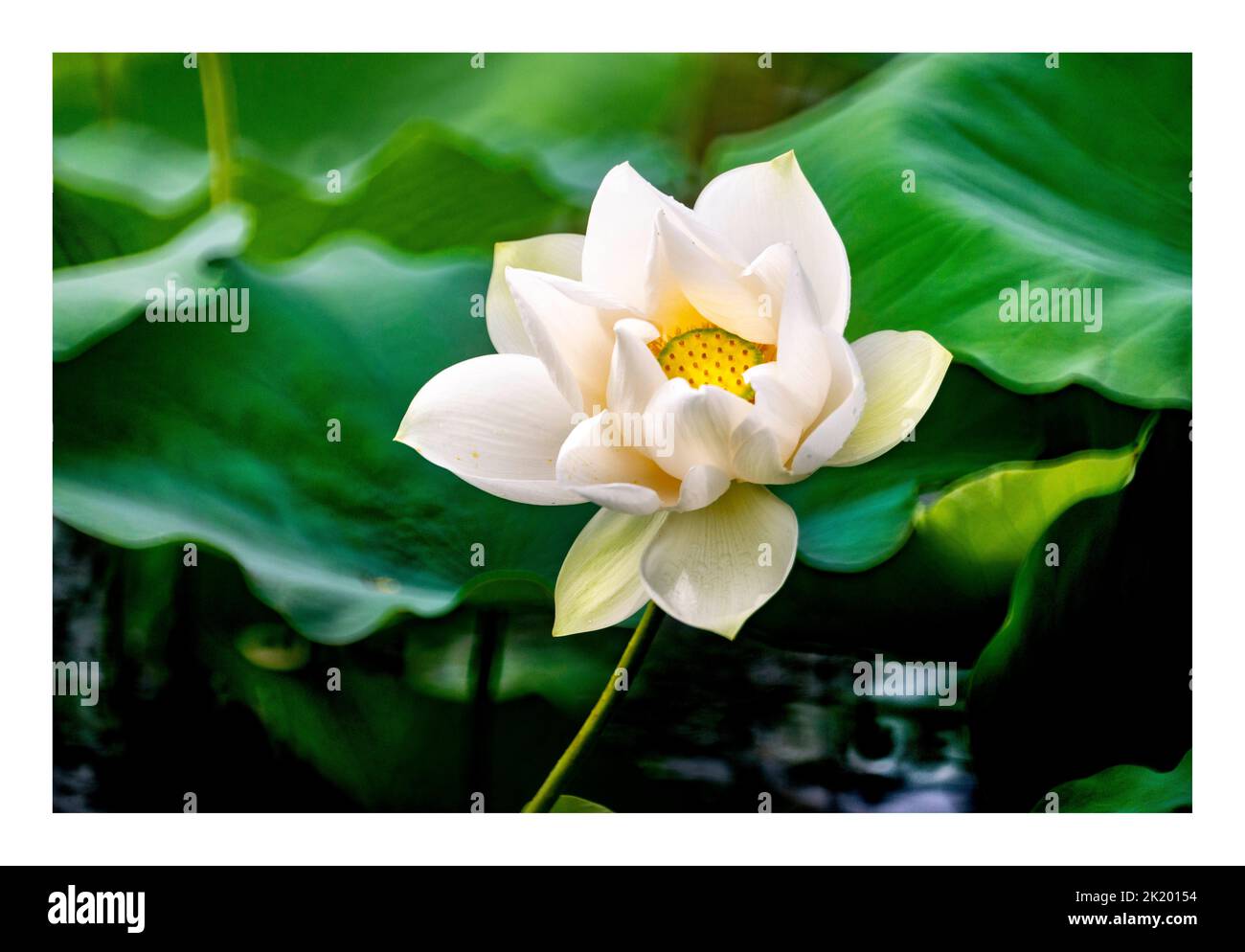 Lotus flower in full bloom in the lake Stock Photo - Alamy