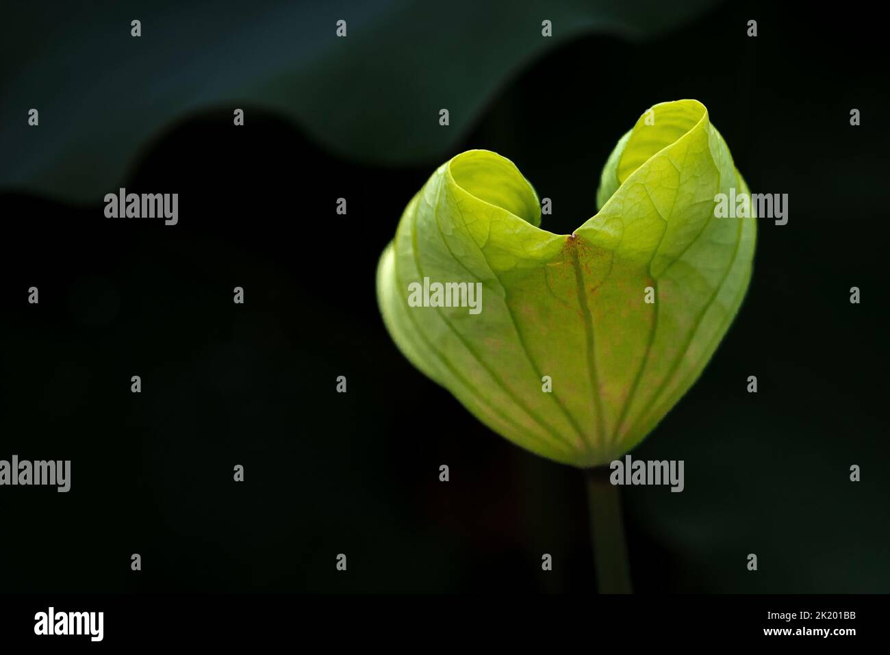 Lotus heart hi-res stock photography and images - Alamy