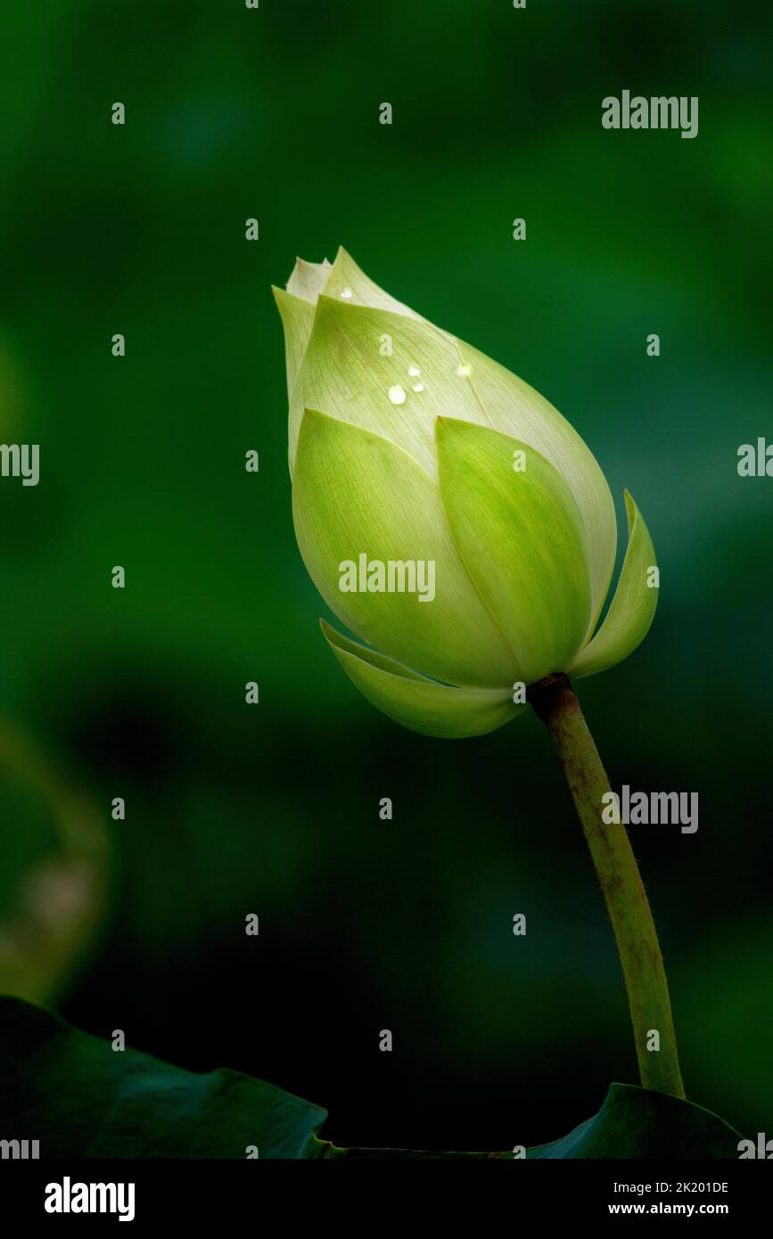 Close-up lotus flower bud with blur background Stock Photo - Alamy