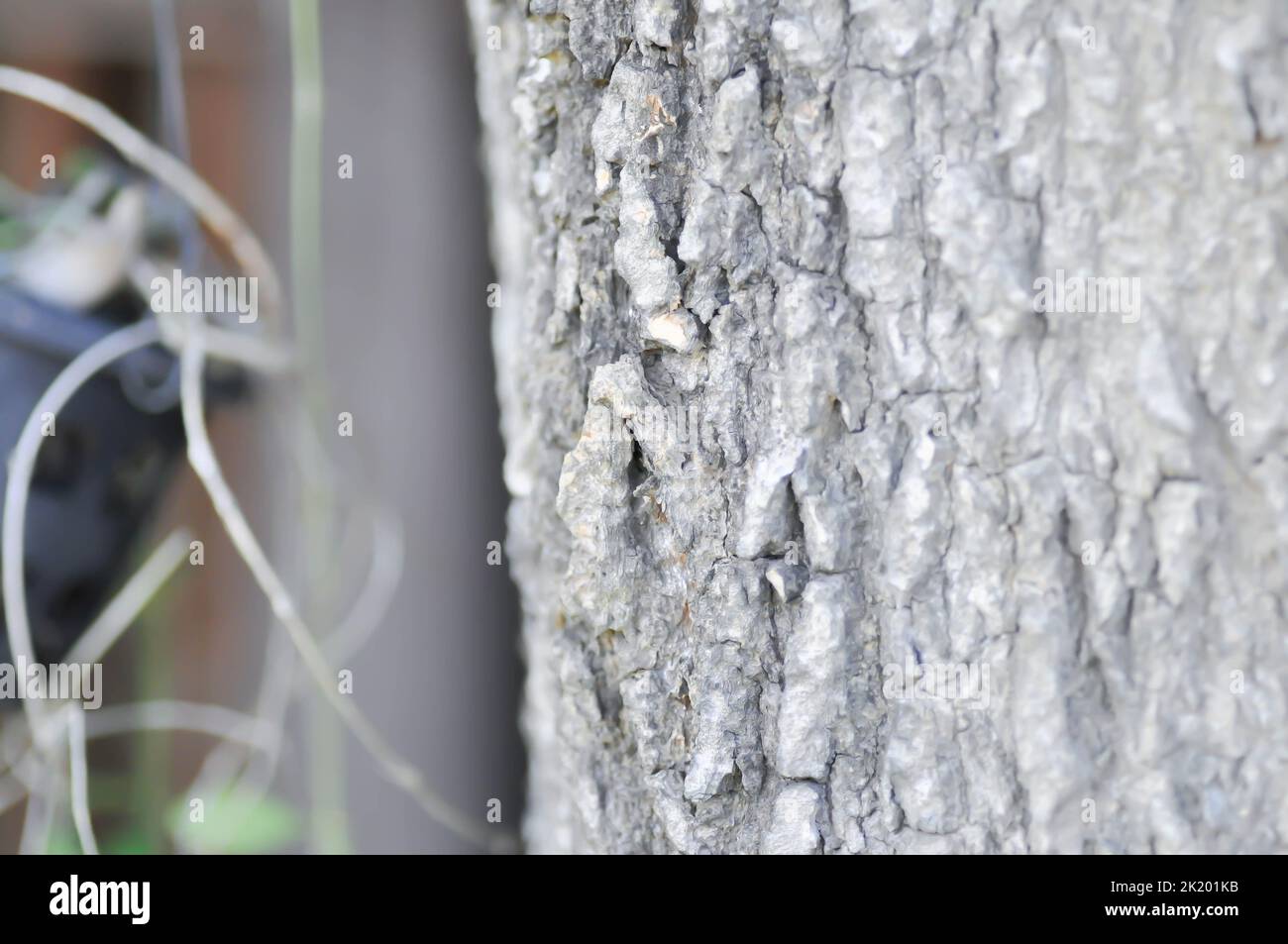 trunk and bark or Dita, Devil Tree or Alstonia scholaris trunk Stock ...