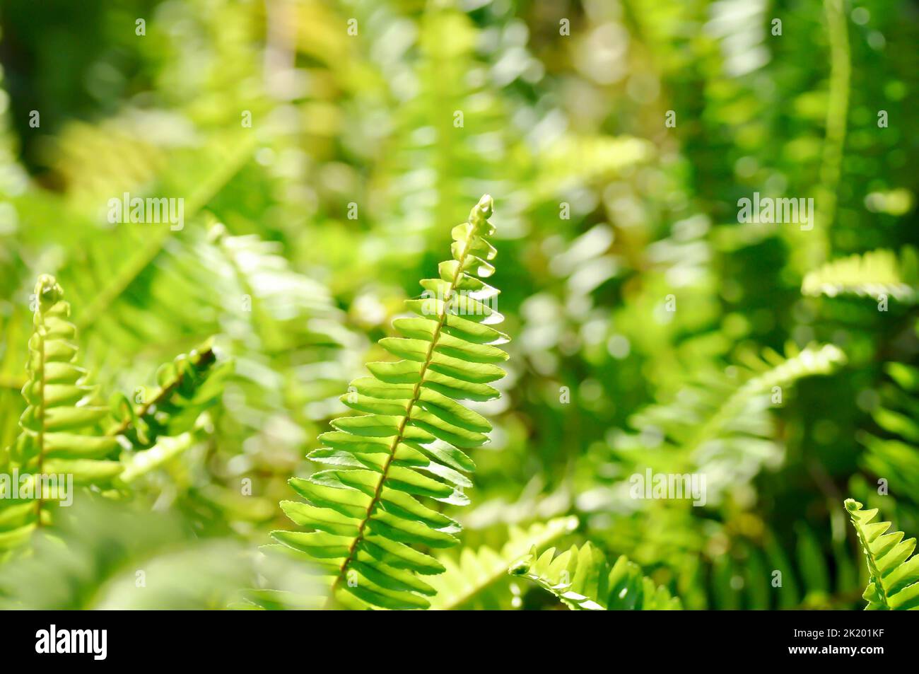 Fishbone Fern or Sword Fern, fern in the garden Stock Photo - Alamy