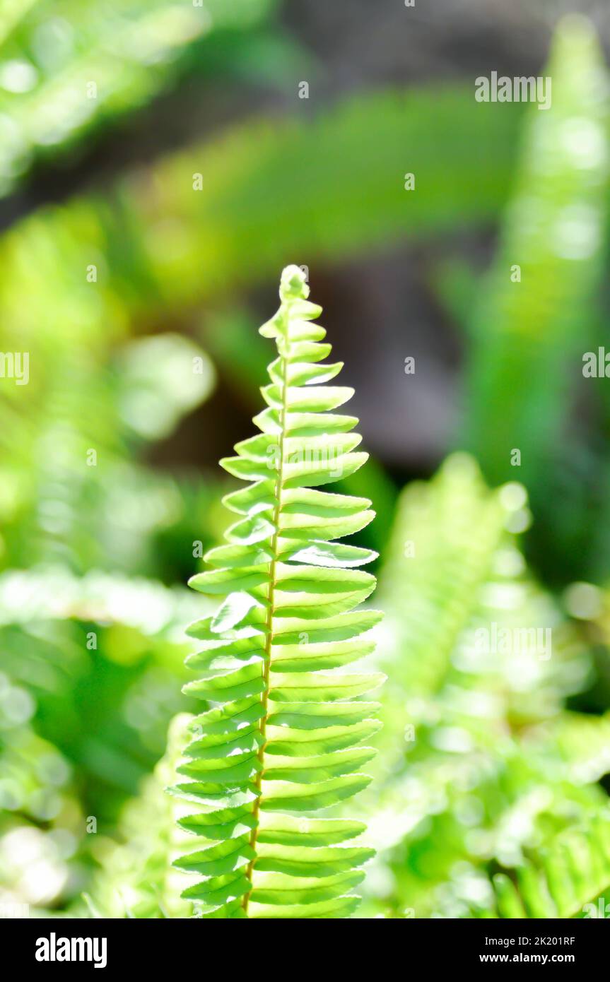 Staghorn fern pot hi-res stock photography and images - Alamy
