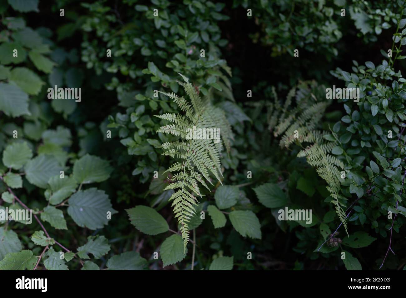 Summer green texture hundreds of ferns. Green fern tree growing in ...