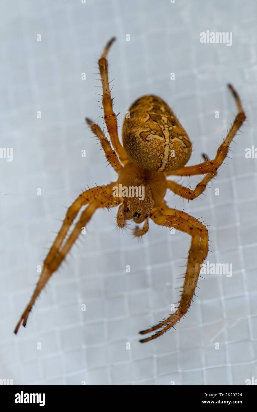 Cross and orb hi-res stock photography and images - Alamy