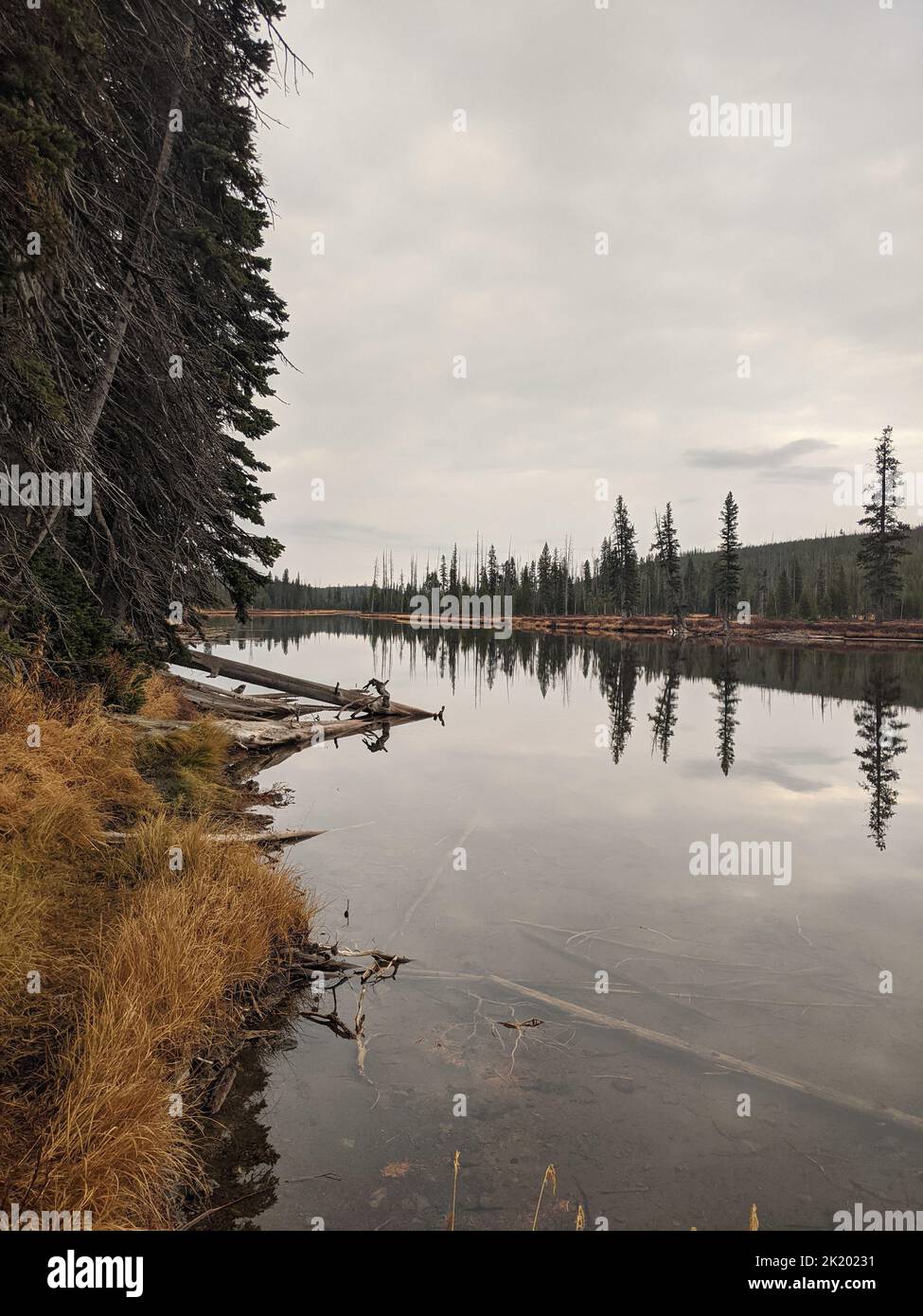 A scenic view of a river stream in an open field surrounded by trees ...