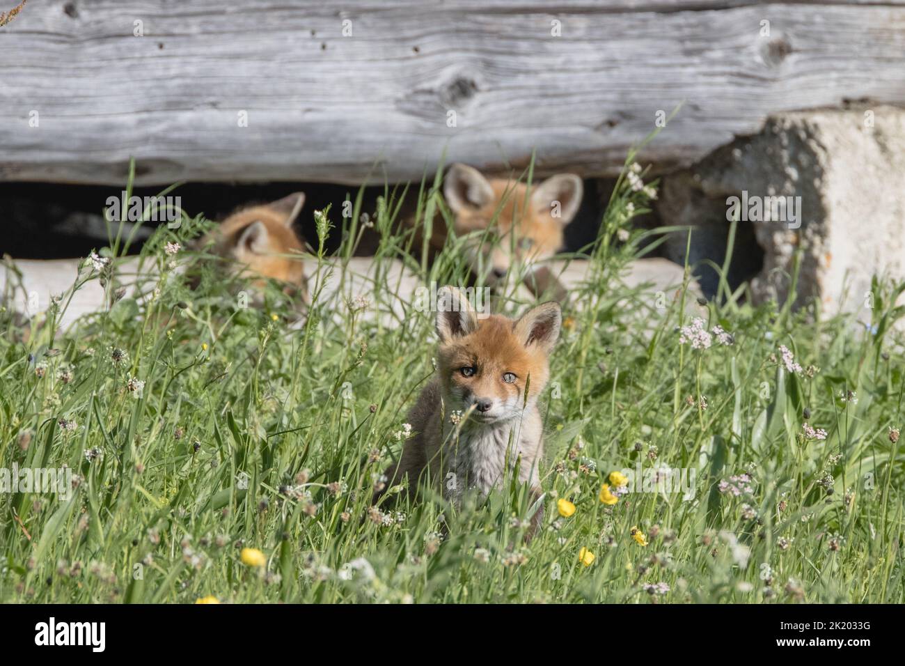 Baby foxes hi-res stock photography and images - Alamy