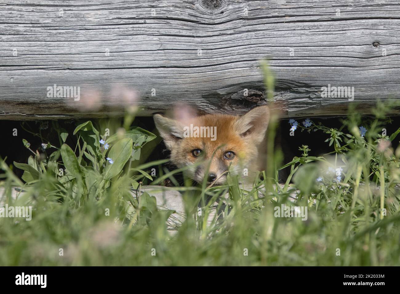 Baby foxes hi-res stock photography and images - Alamy