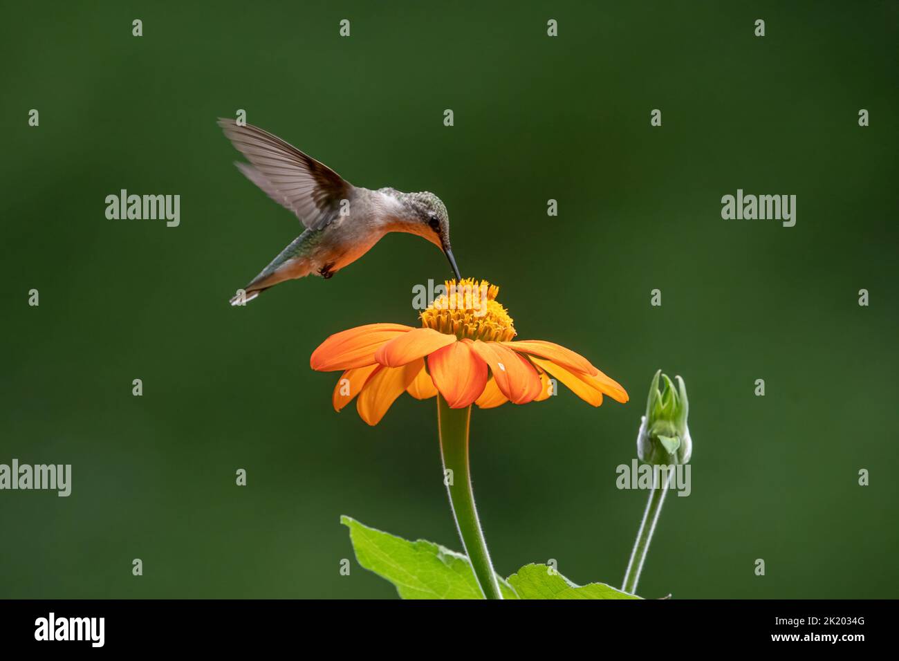 Hummingbird with sunflower hi-res stock photography and images - Alamy