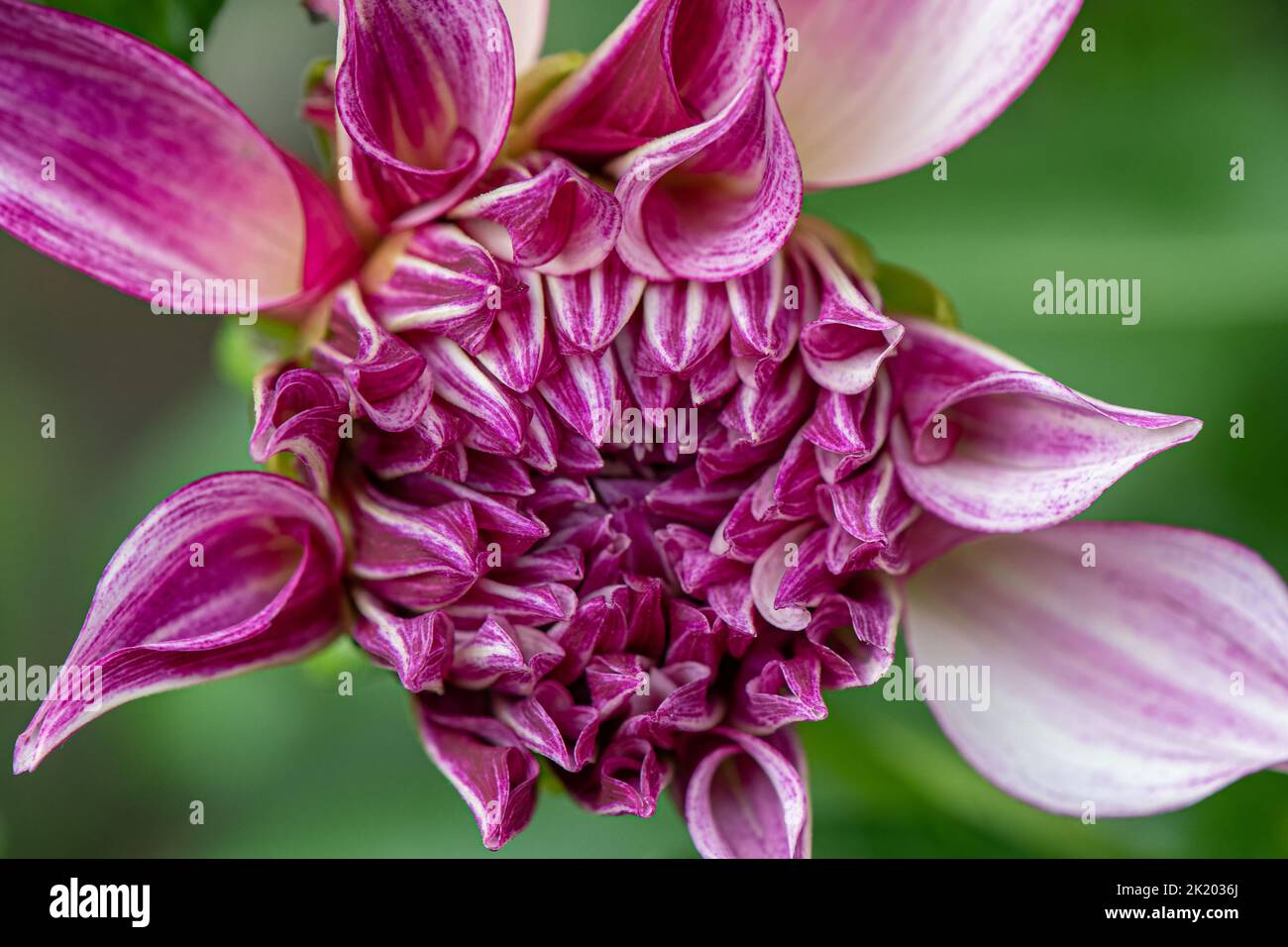'Cafe au Lait Royal' Dahlia partially open Stock Photo - Alamy