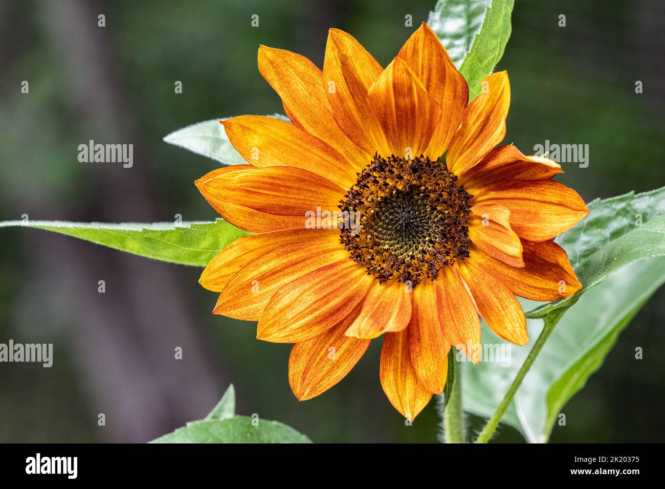 Evening sun sunflower hi-res stock photography and images - Alamy