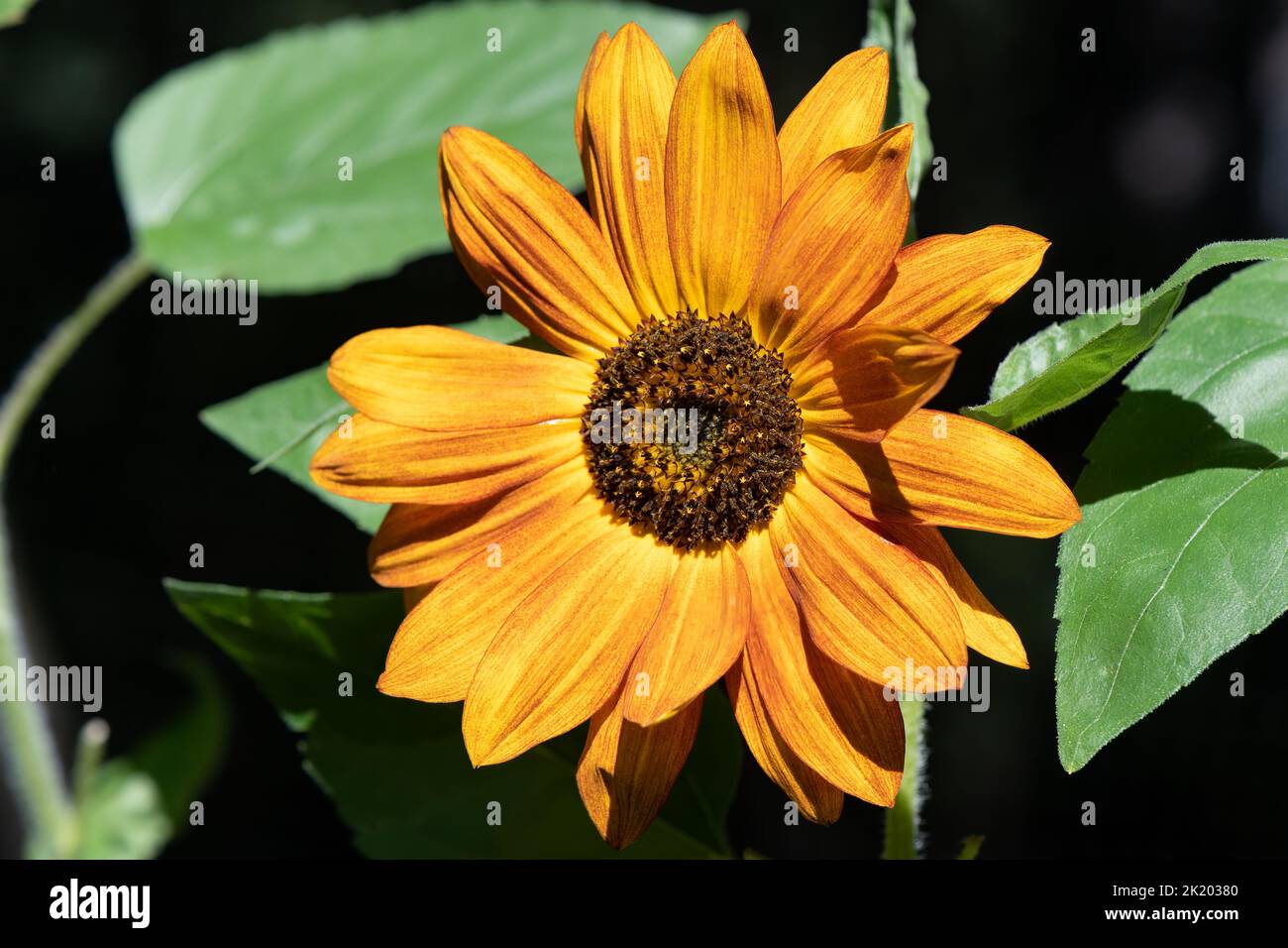 Evening sun sunflower hi-res stock photography and images - Alamy