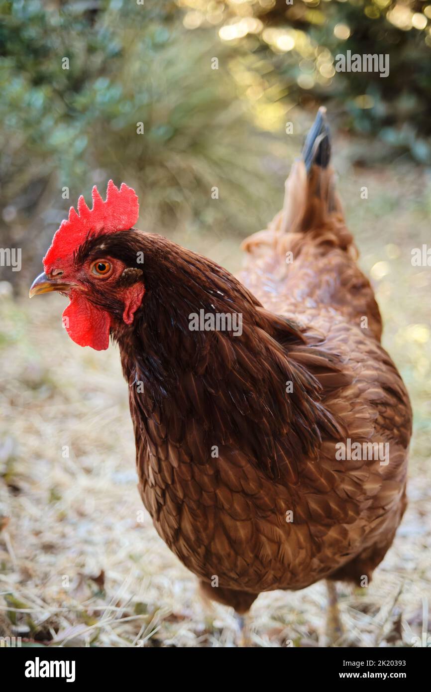 A closeup vertical of a Rhode Island Red hen in a yard Stock Photo - Alamy