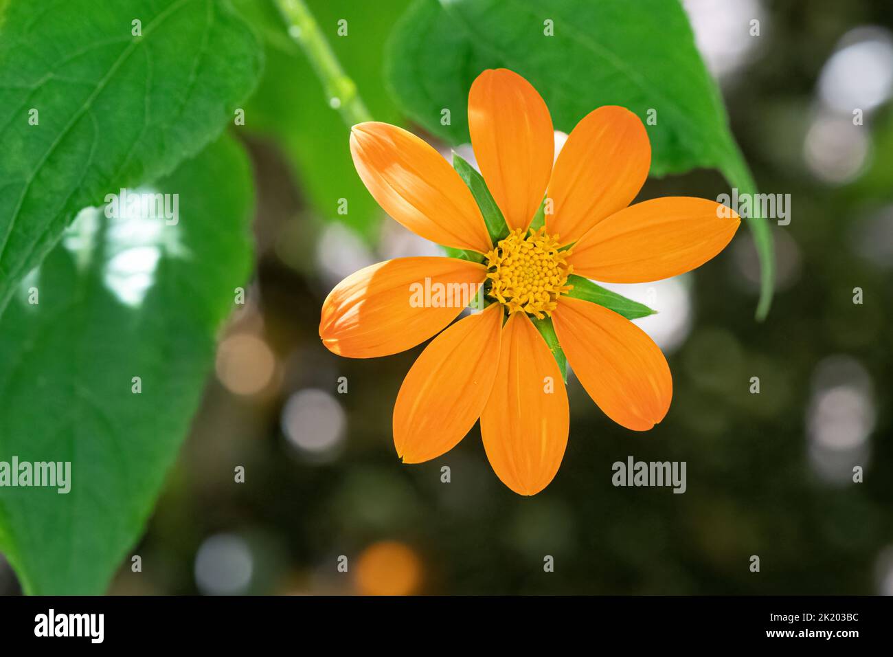 Tithonia close hi-res stock photography and images - Alamy