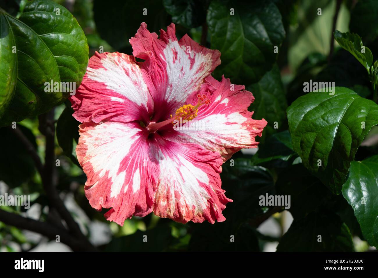Chinese Hibiscus flower Stock Photo - Alamy