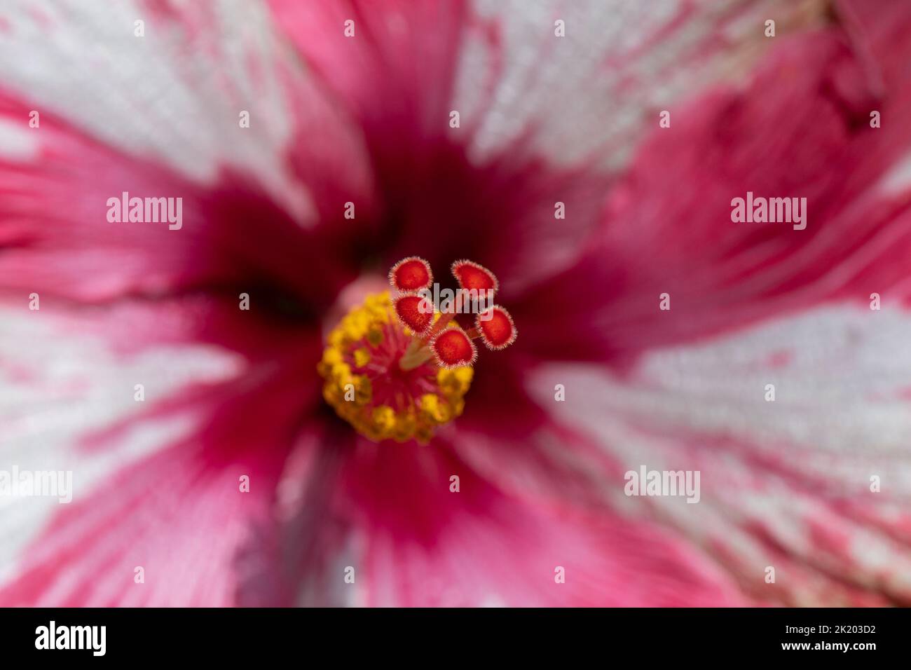 Hibiscus stigma hi-res stock photography and images - Alamy