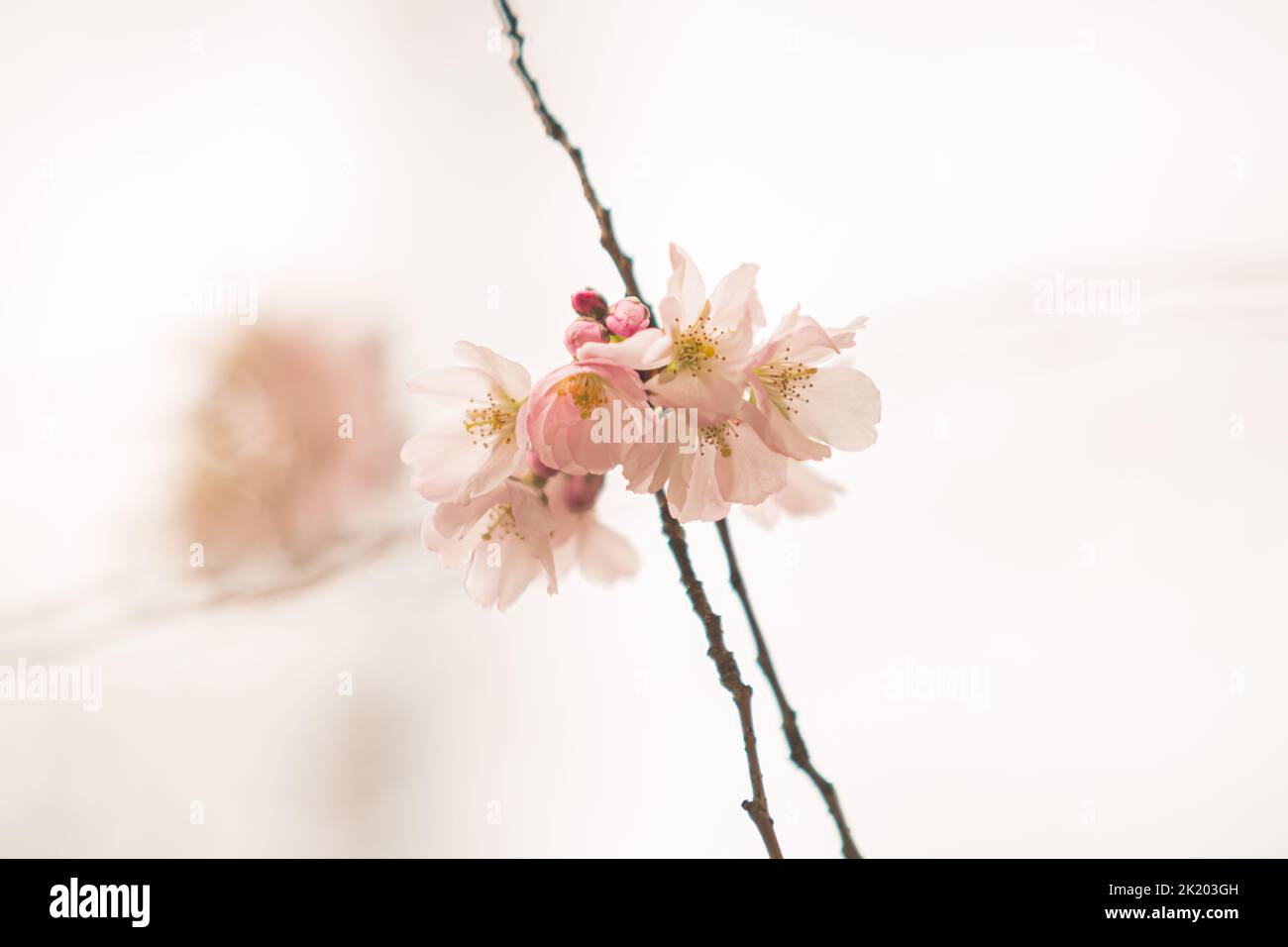 Cherry blossom backlight hi-res stock photography and images - Alamy
