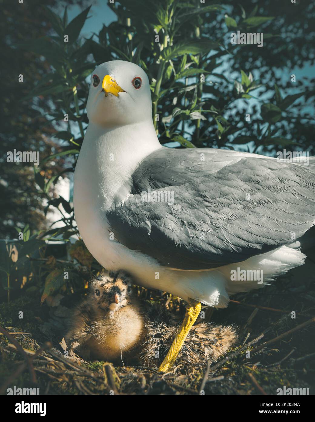 Offspring birds hi-res stock photography and images - Alamy