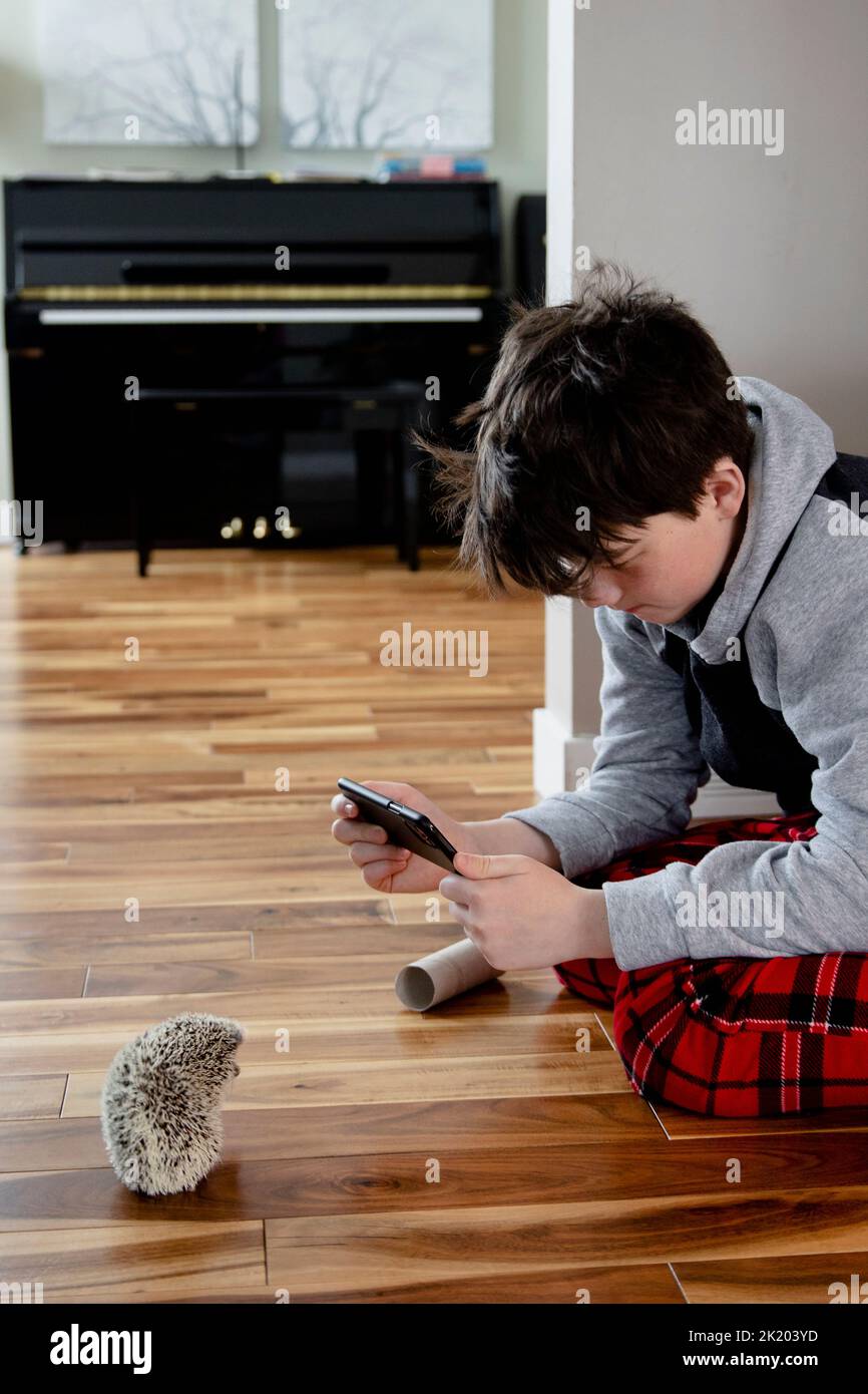 Boy photographing hedgehog at home Stock Photo - Alamy