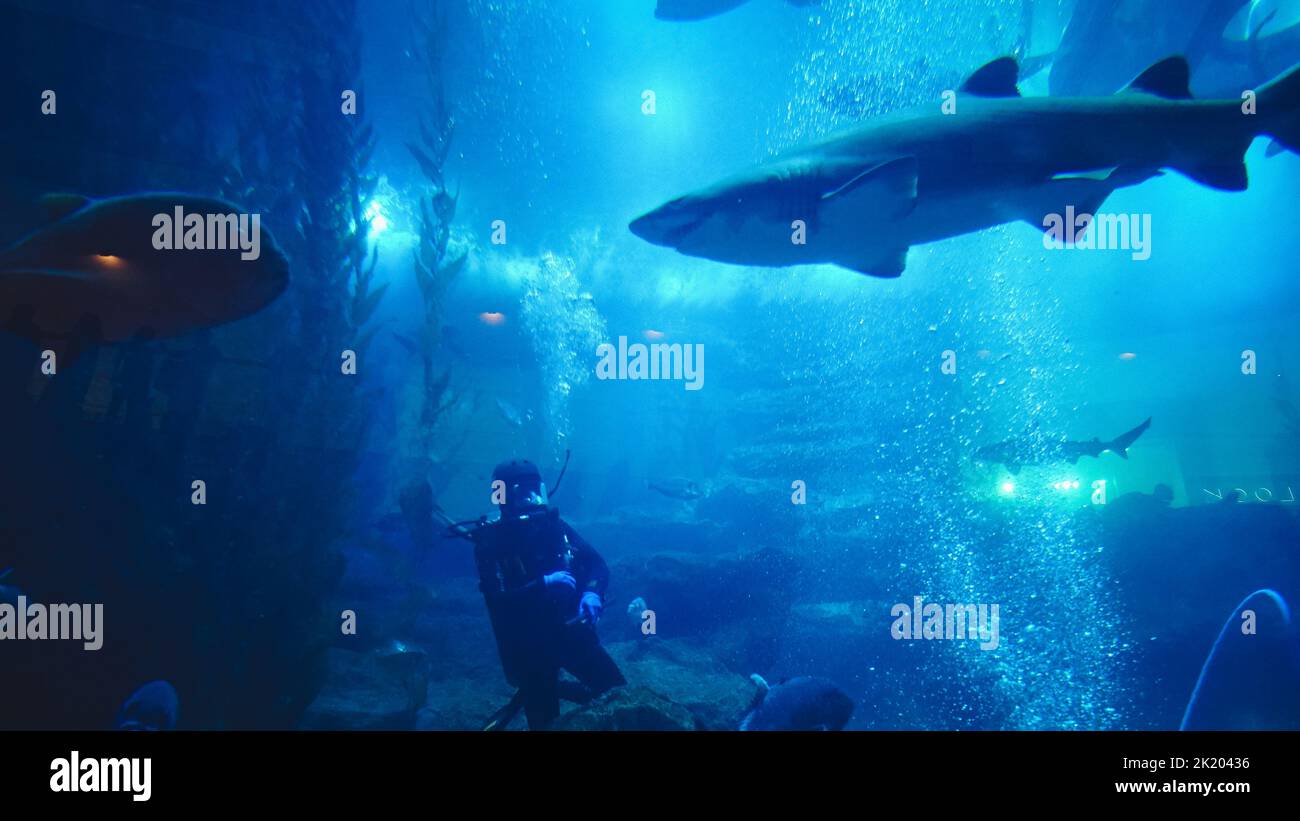 Dubai Mall Aquarium Shark Dive