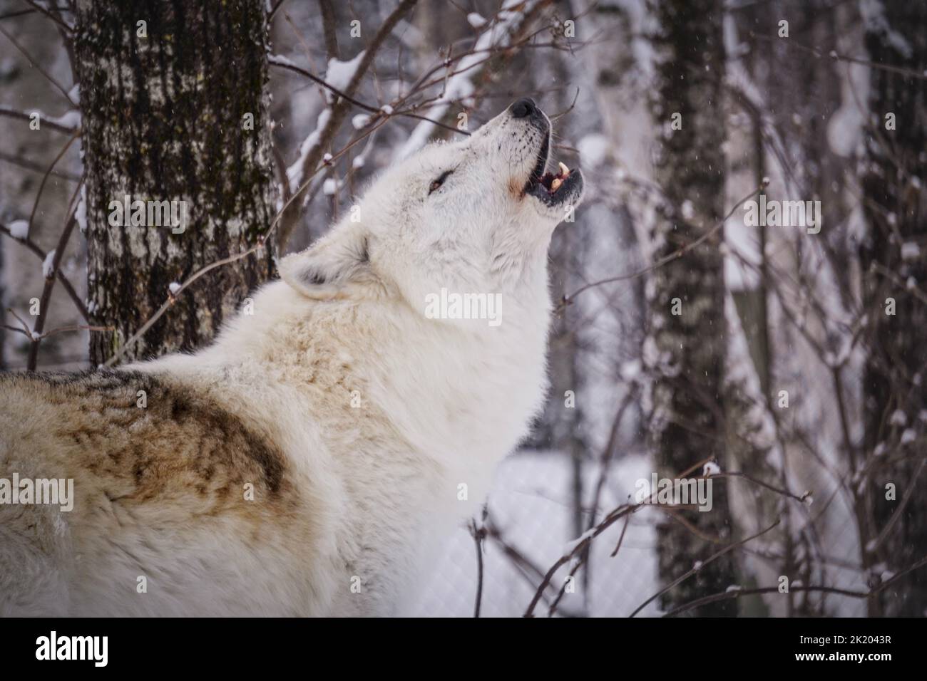 A closeup of an Arctic wolf (Canis lupus arctos) howling in a forest ...