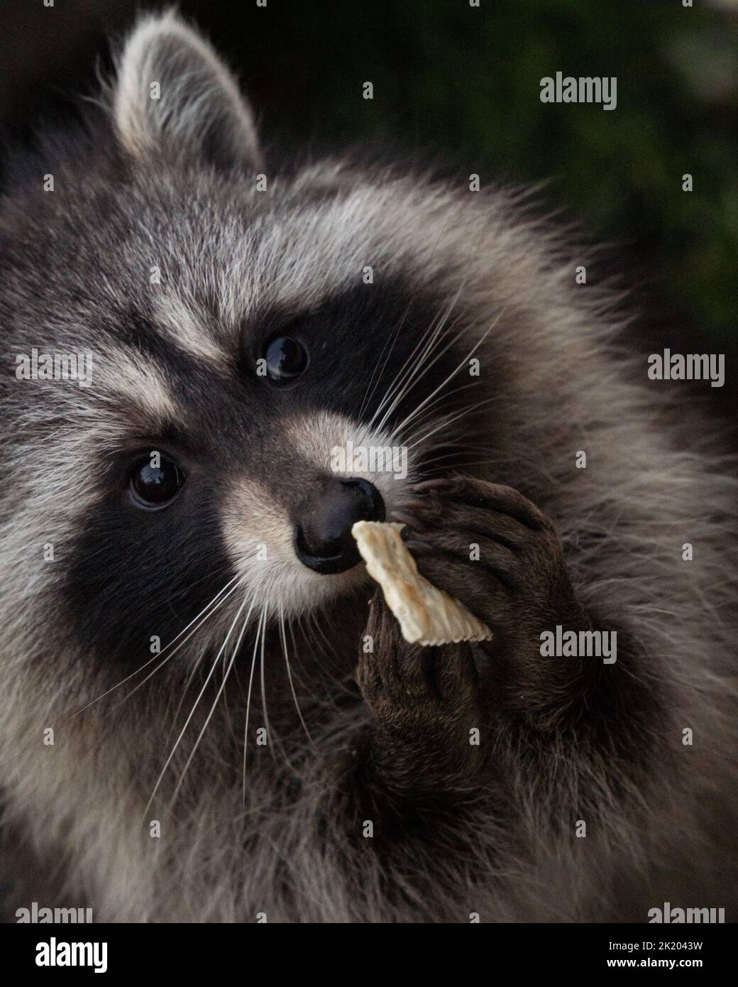 A vertical portrait of a raccoon eating a cracker Stock Photo - Alamy
