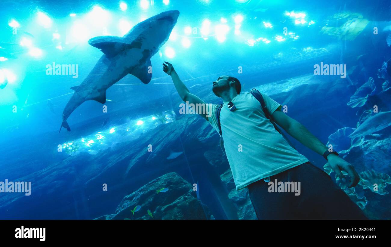 Sharks on display in Dubai shopping mall Stock Photo - Alamy