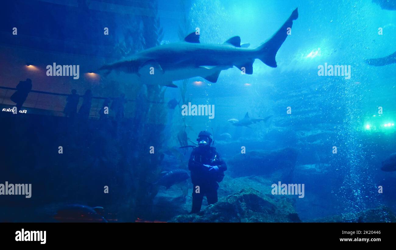 Sharks swim in large aquarium hi-res stock photography and images - Alamy