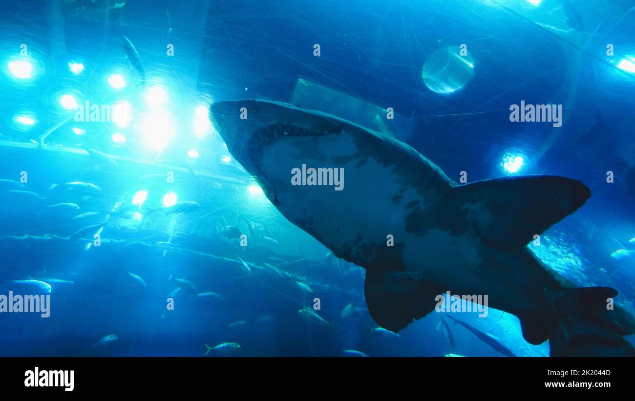 Dubai mall aquarium tank hi-res stock photography and images - Alamy