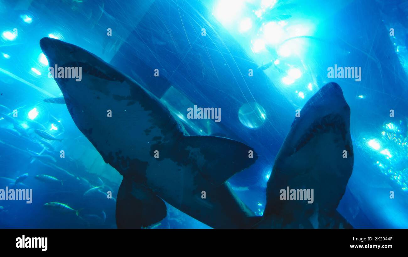Sharks on display in Dubai shopping mall Stock Photo - Alamy