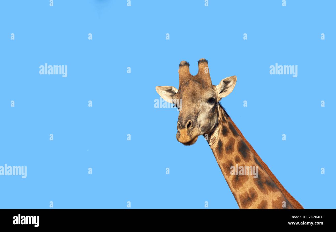 Beautiful giraffe. Portrait of a beautiful giraffe - South Africa Stock ...