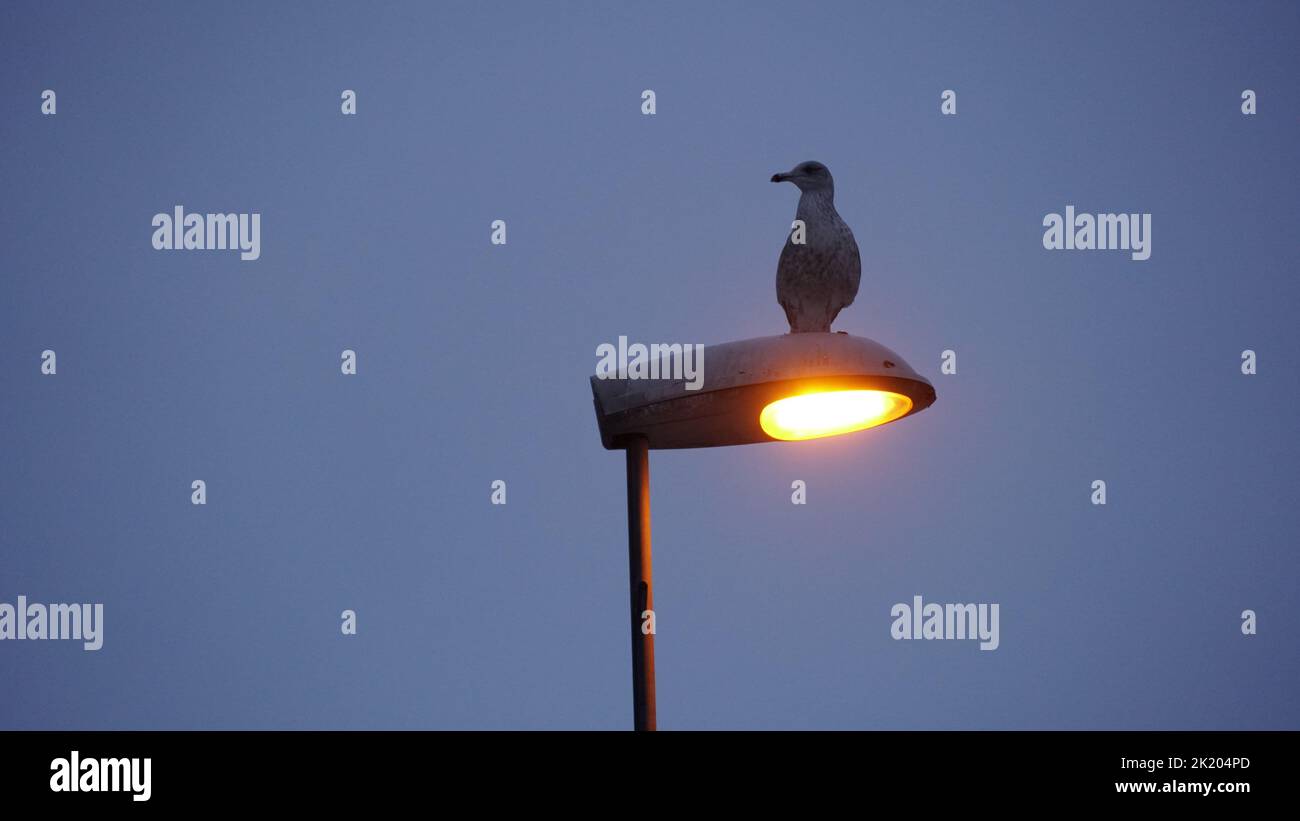 Birds of Os, Norway Stock Photo - Alamy