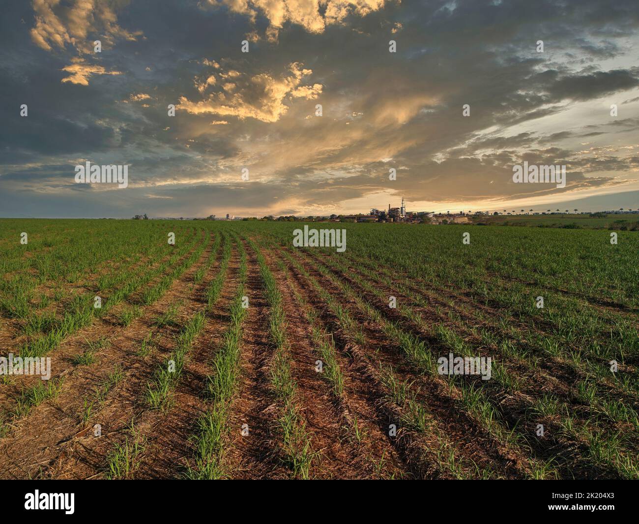 Sugarcane industrial plantation hi-res stock photography and images - Alamy