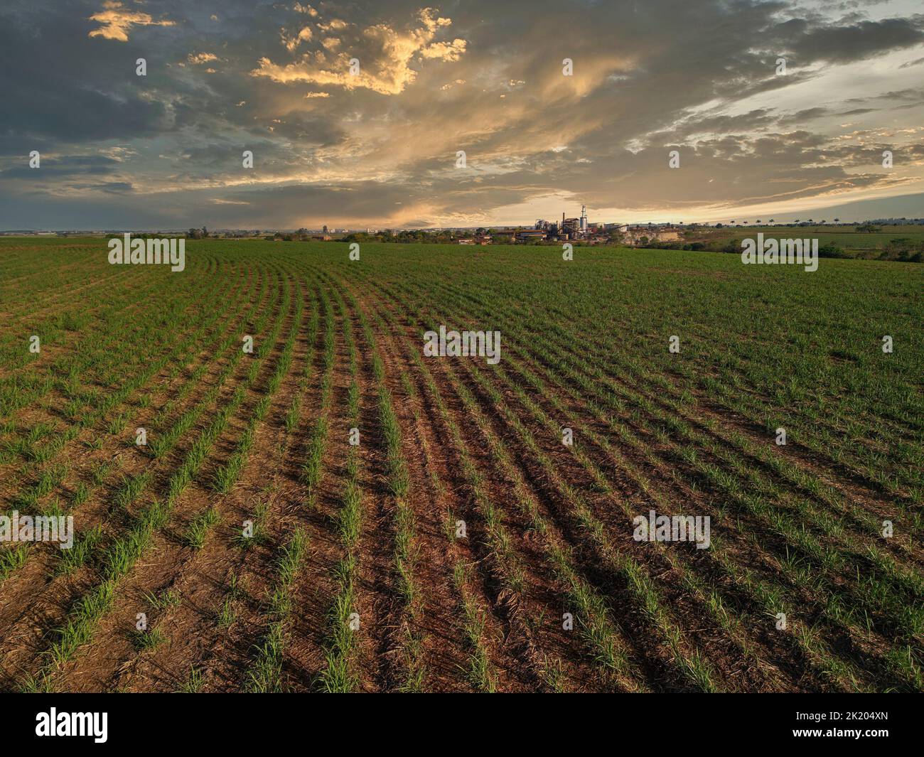 sugar cane plantation farm sunset usine in background Stock Photo - Alamy